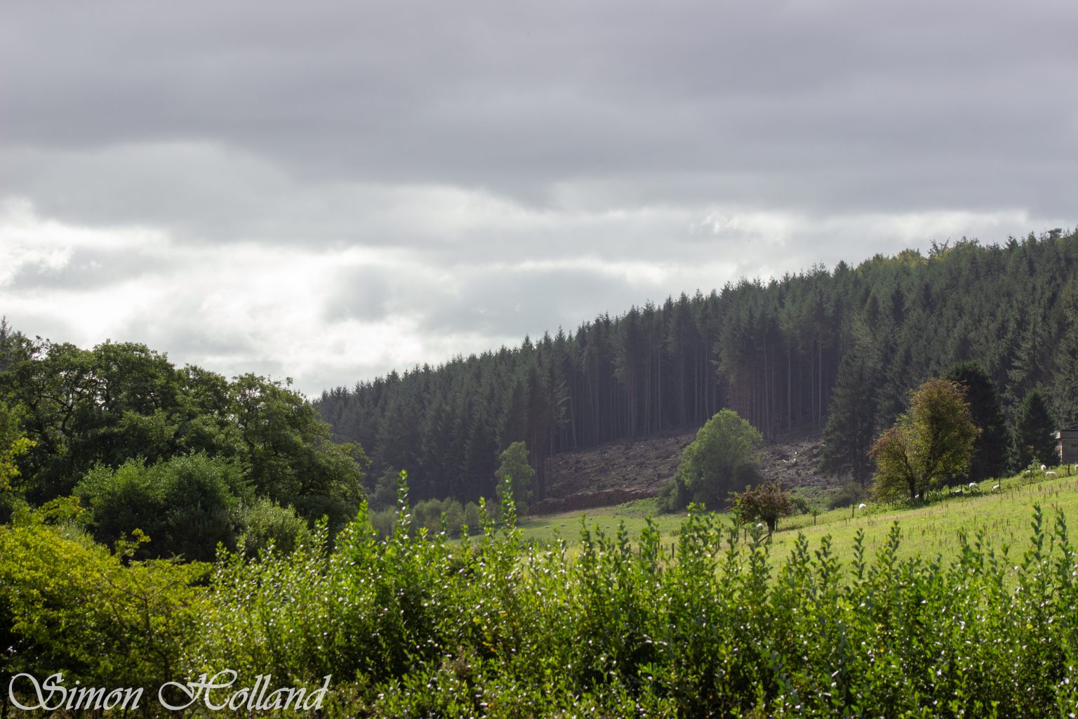 Dalby Forest - sh-photography.